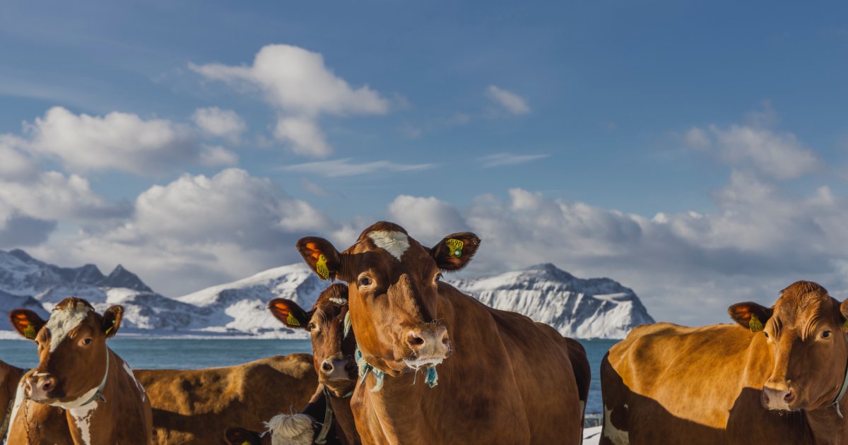 Sustainability at TINE® - Tineasia