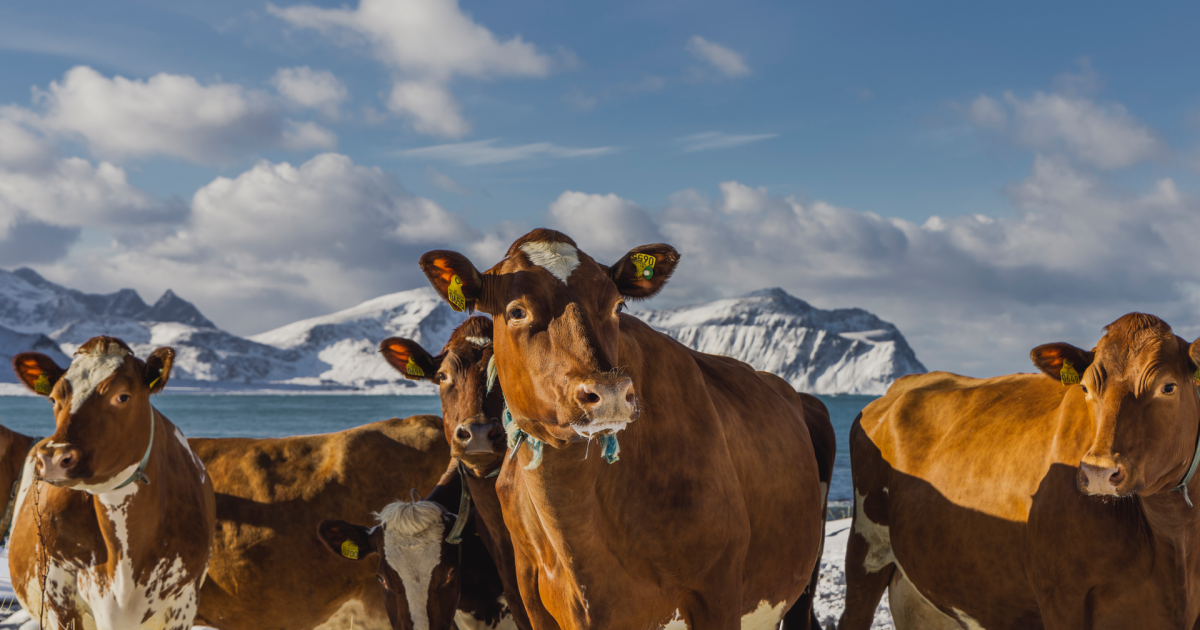 Sustainability and the Norwegian Red Cow: A Legacy of Excellence - Tineasia